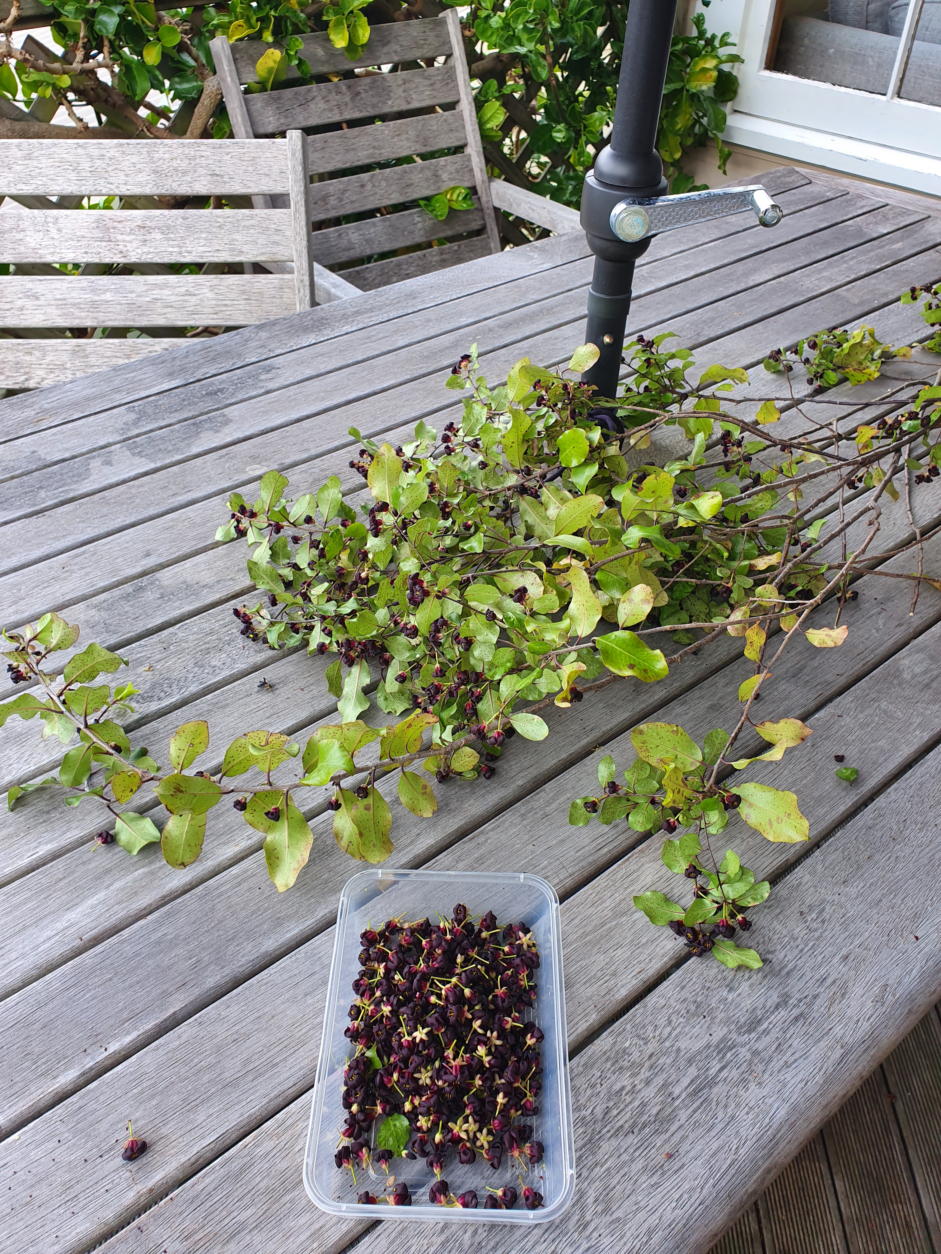 Red kakabeak – Plant Art NZ