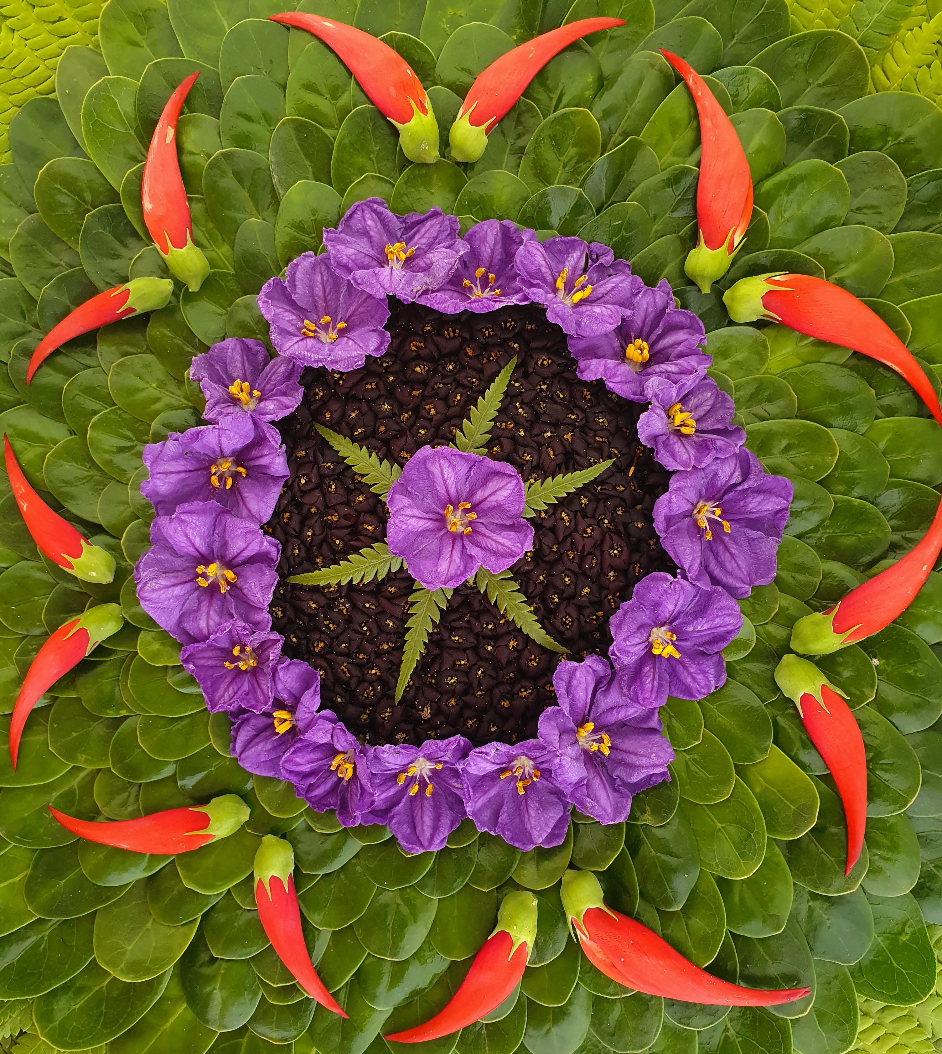Red kakabeak – Plant Art NZ