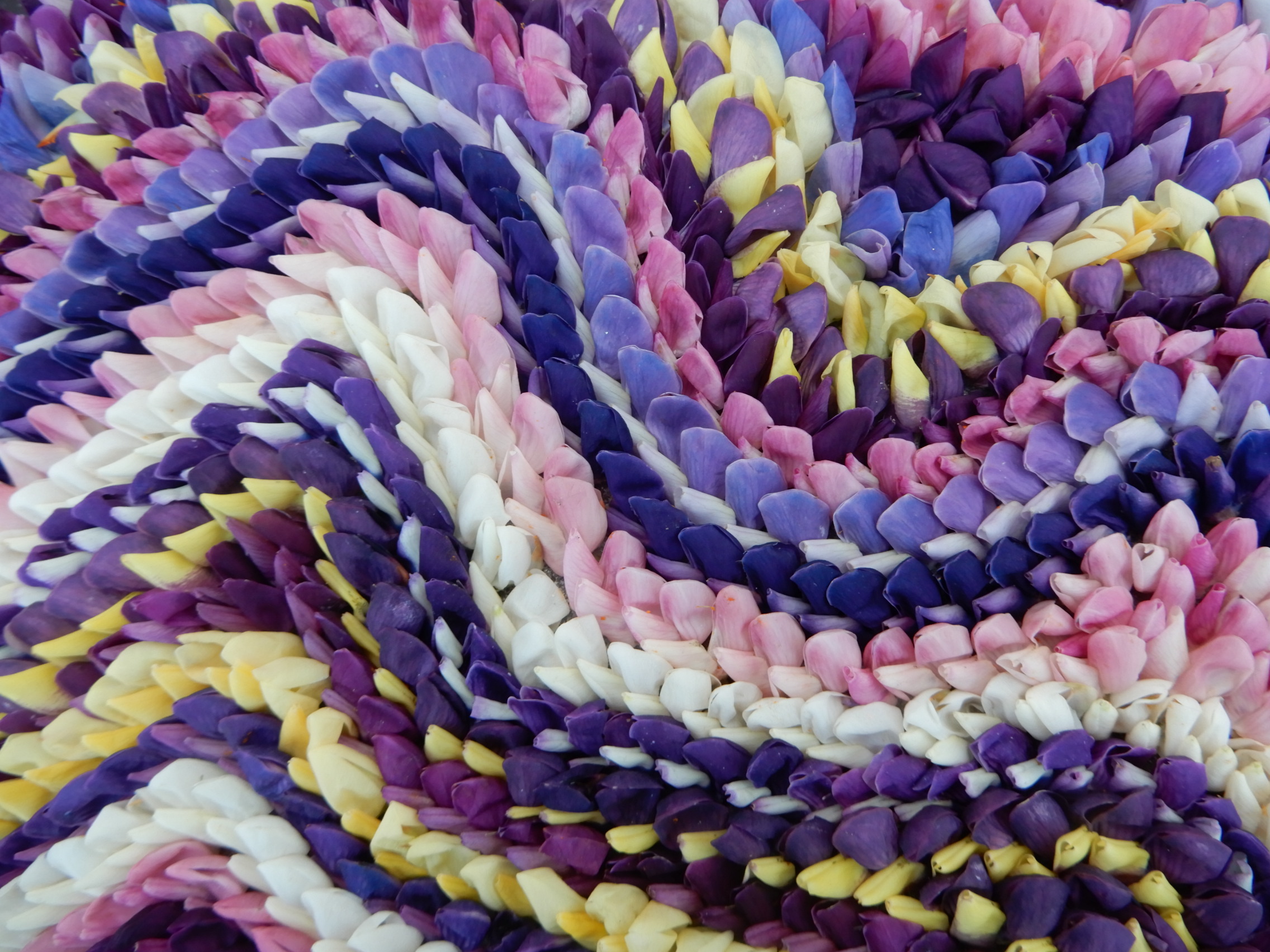 Lupins – Plant Art NZ