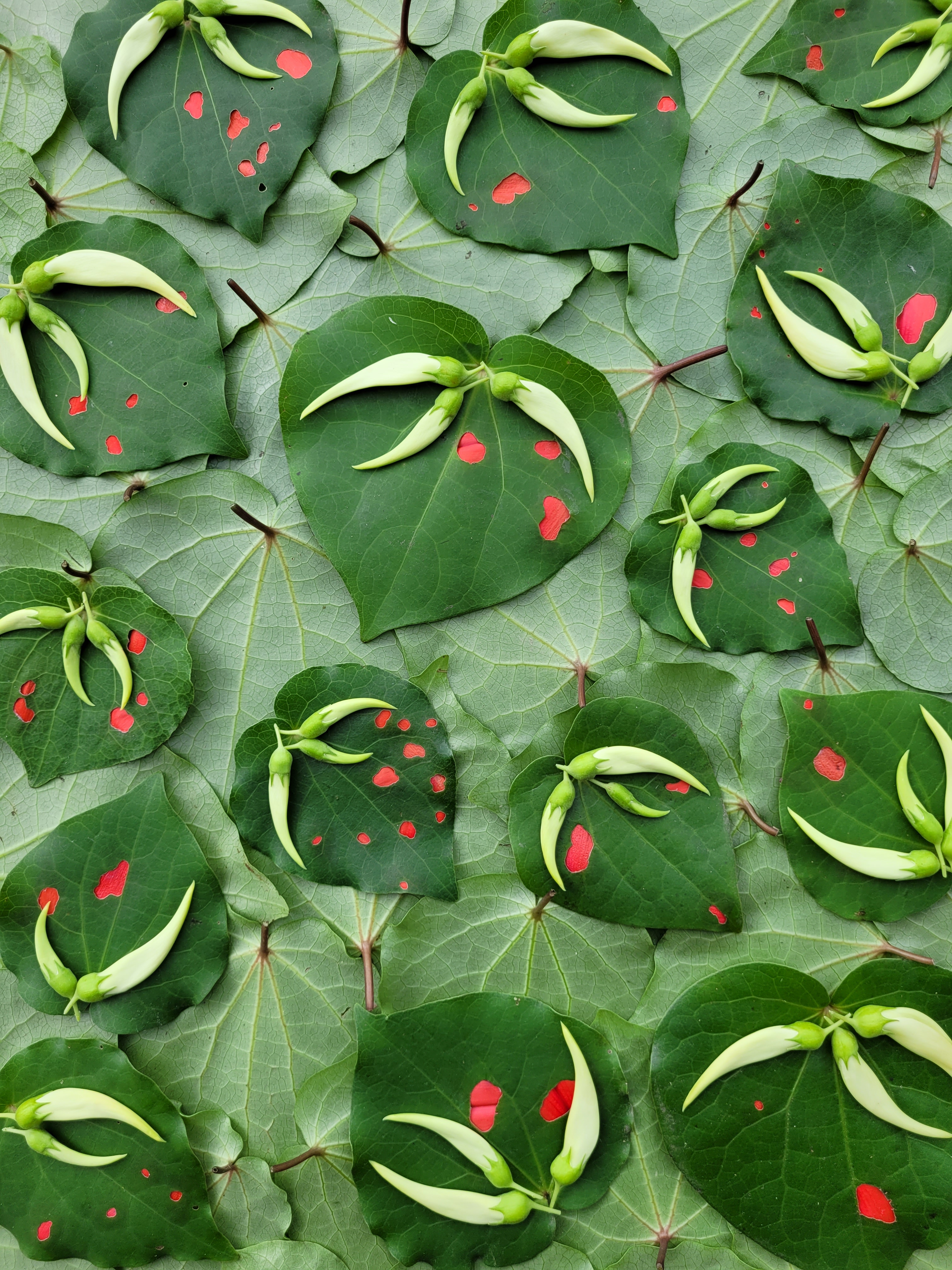 Kakabeak and kawakawa – Plant Art NZ